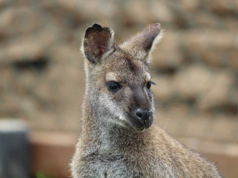 Klokan Bennettův v Zooparku Zelčín