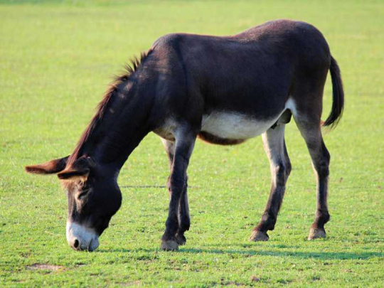 Zajímavosti a informace o zvířatech v Zooparku Zelčín