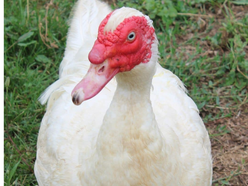 Kachna pižmová v Zooparku Zelčín