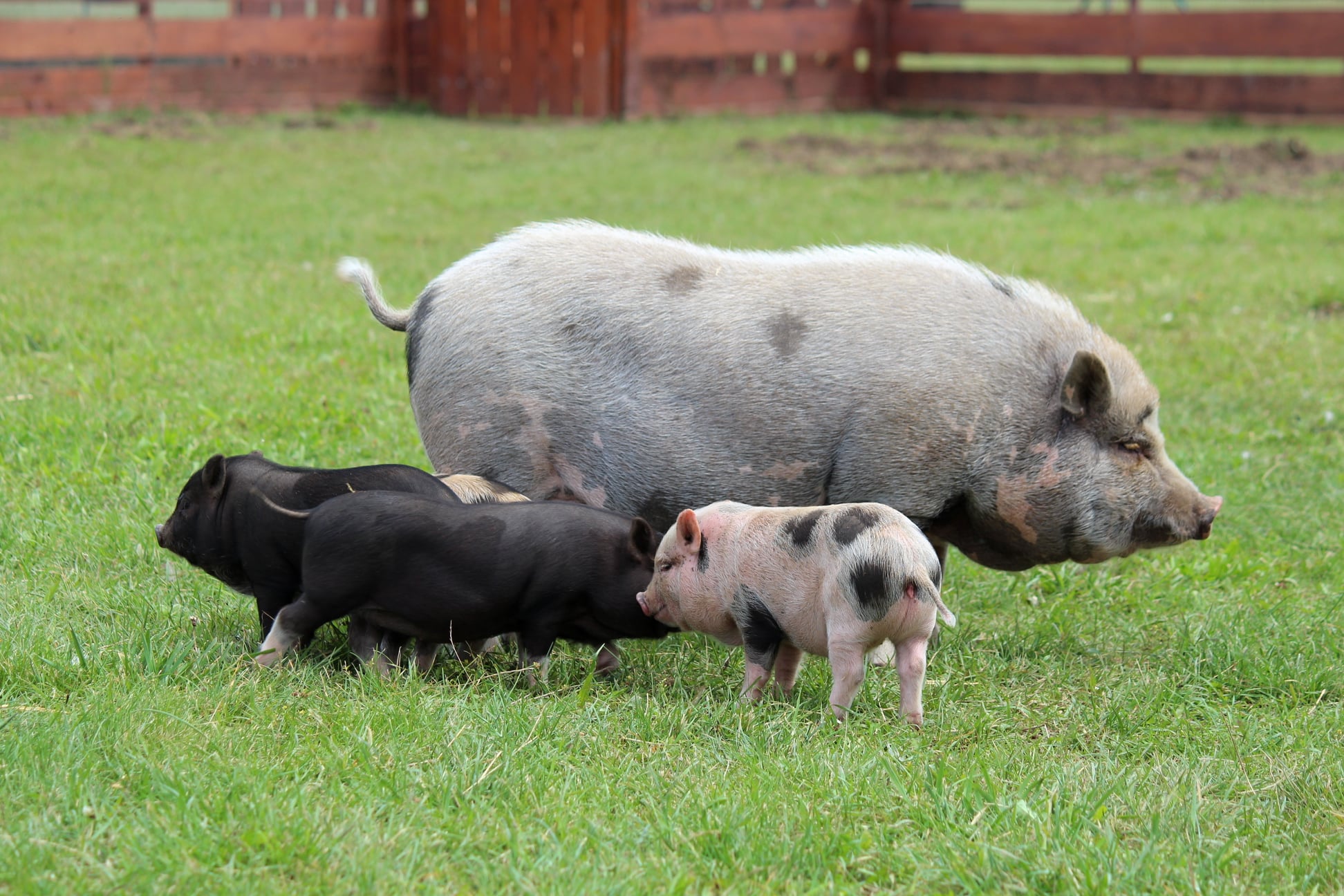 Göttingenské miniprase