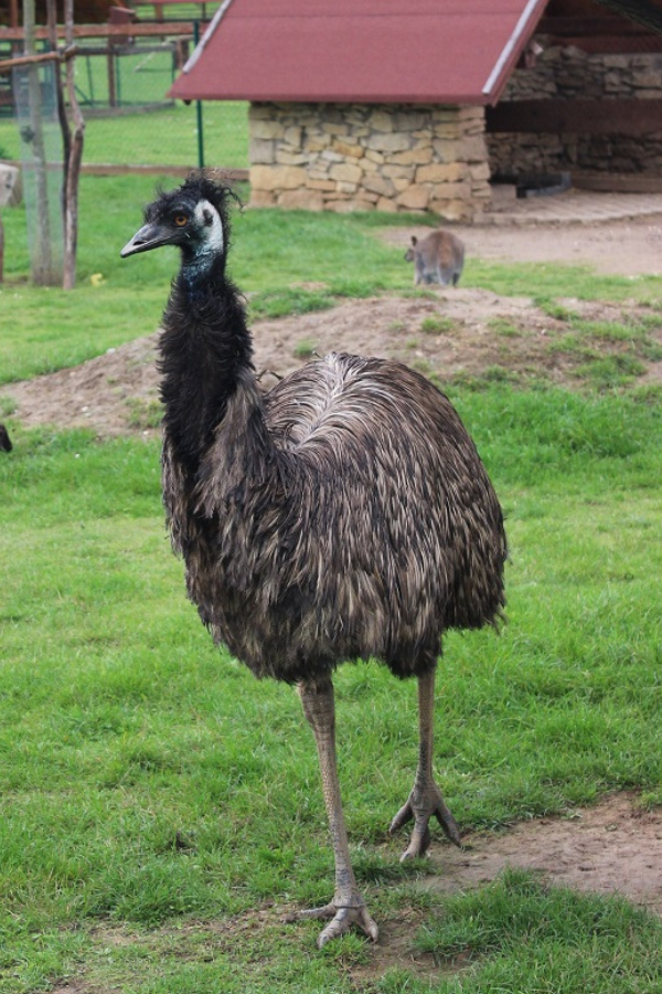 Emu